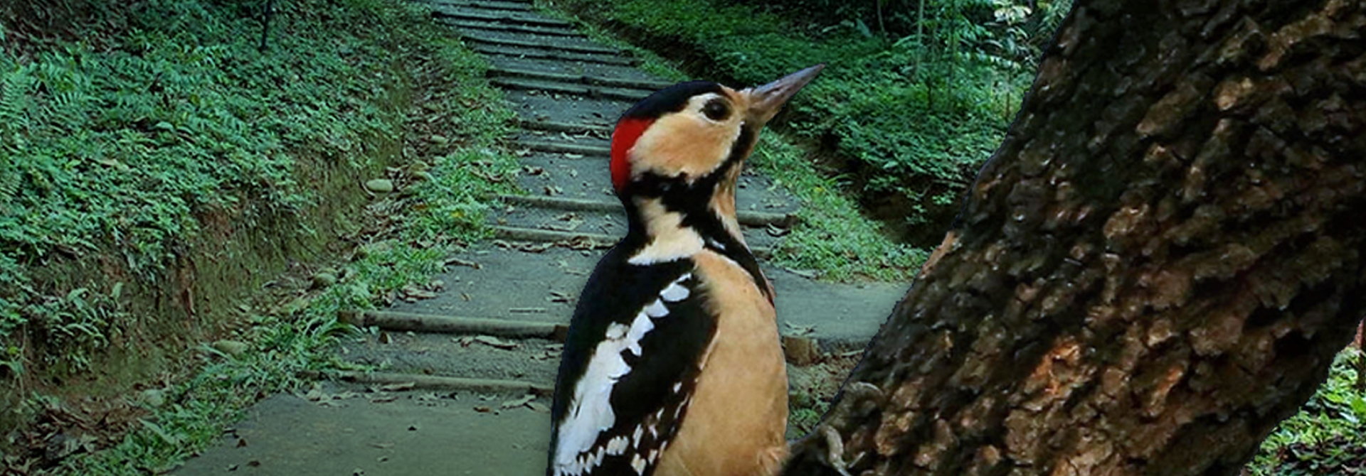 Avistamiento de aves